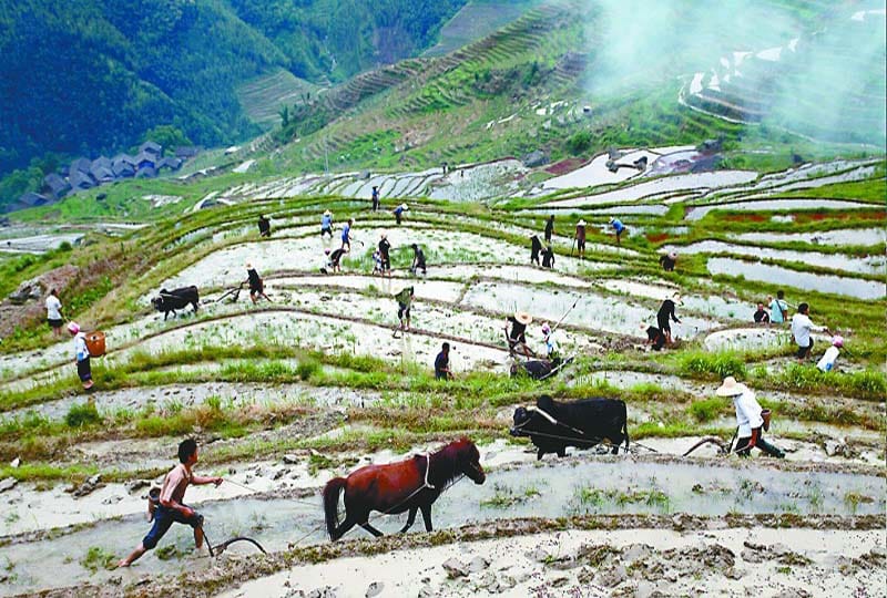 Longsheng Ethnic Minority & Rice Terraces Full-Day Tour - FAQ