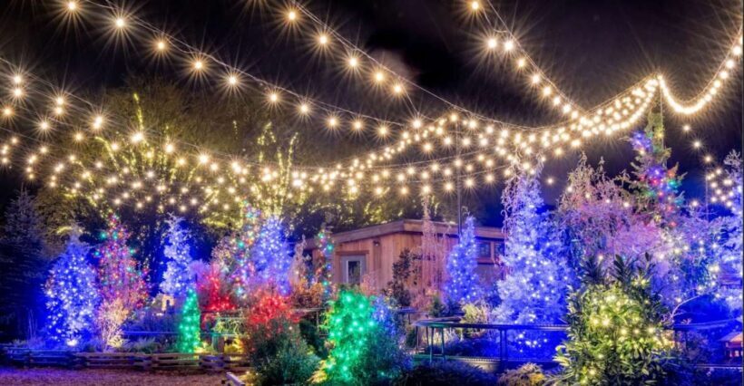 Longwood Gardens Holiday Lights Tour from Philadelphia - The Experience – What Makes It Special