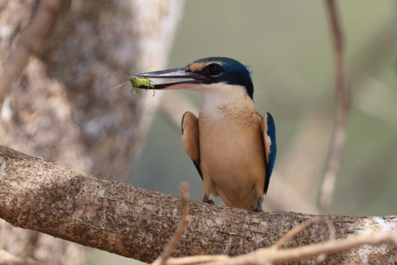 LookAbout Darwin Wetlands Wildlife Premium Tour Max 6 Guests - Key Points