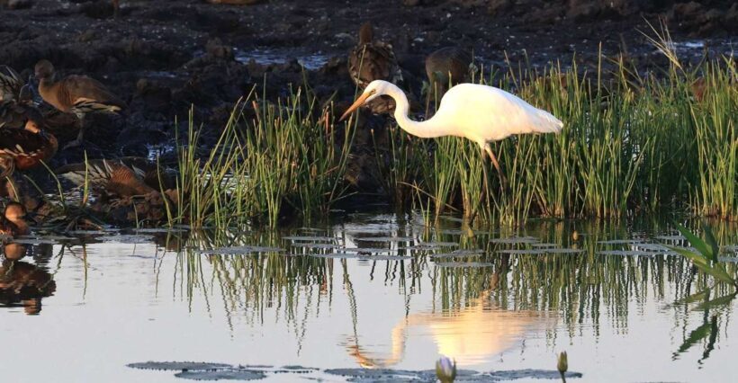 LookAbout Darwin Wetlands Wildlife Premium Tour Max 6 Guests - A Detailed Look at the Tour Experience