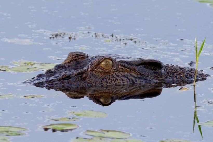 LookAbout Darwin Wetlands Wildlife Premium Tour Max 6 Guests - FAQs