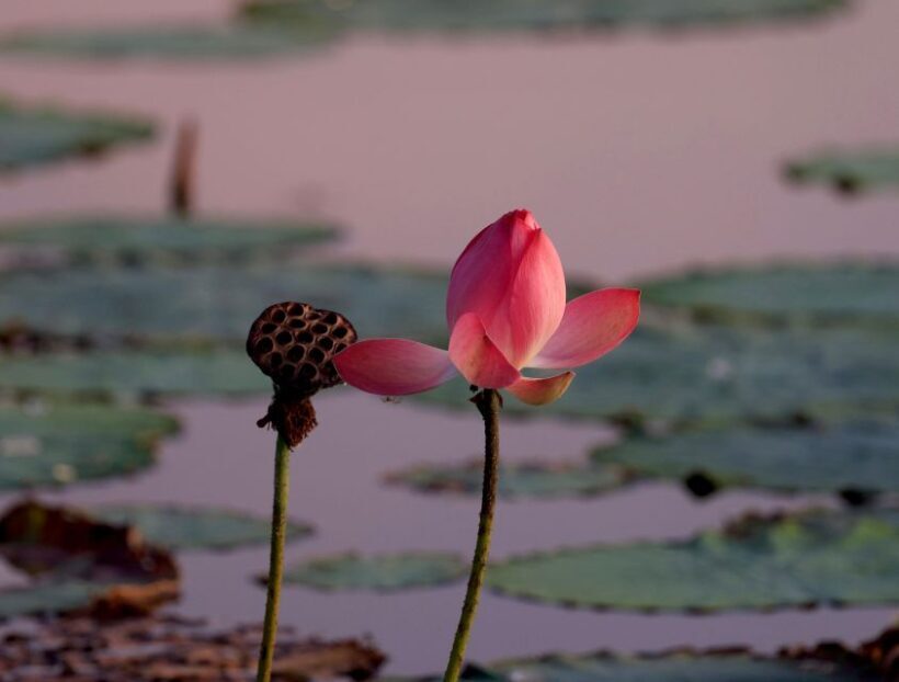 LookAbout Darwin Wetlands Wildlife Premium Tour Max 6 Guests - Final Thoughts