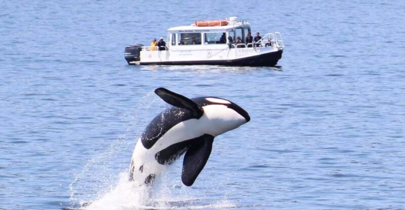 Lopez Island: Whale & Orca Boat Tour - Key Points