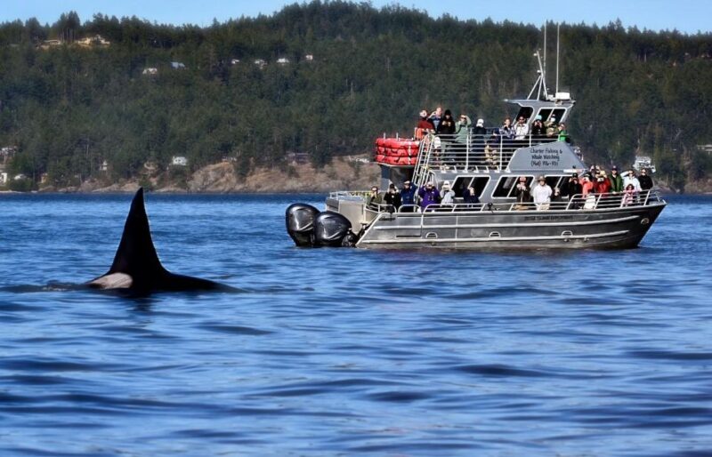 Lopez Island: Whale & Orca Boat Tour - Who Will Love This Tour?