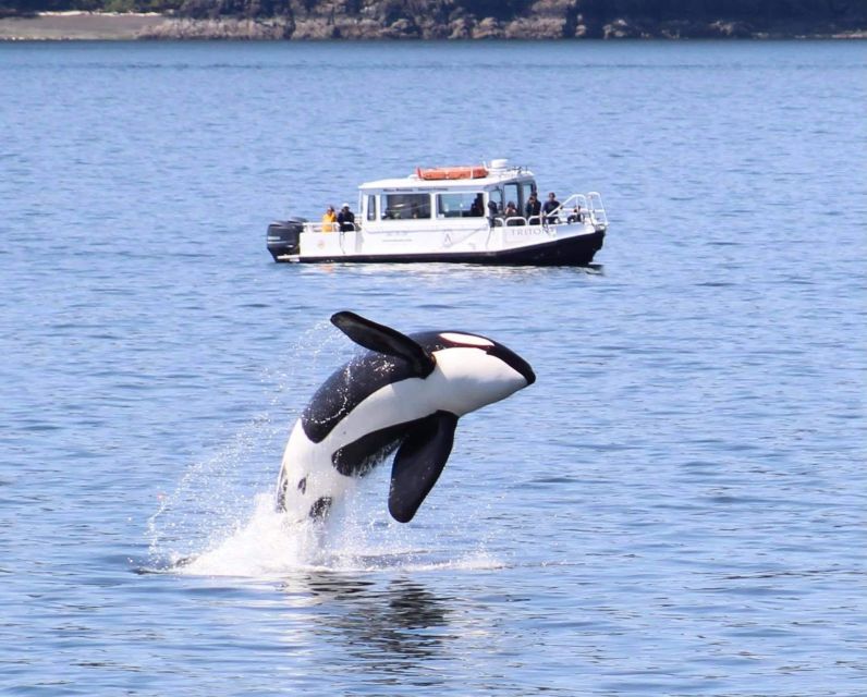 Lopez Island: Whale & Orca Boat Tour - The Sum Up
