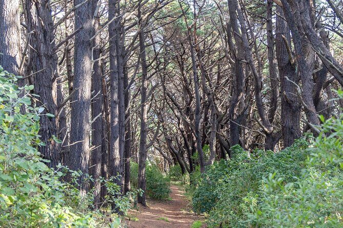 Lord of The Rings Full Day locations tour incl Weta & keepsake - Starting Point and Introduction to Wellington