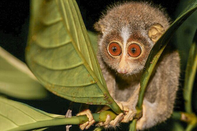 Loris Watching in Yala - Key Points