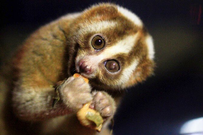 Loris Watching in Yala - Exploring the Unique Experience of Loris Watching in Yala