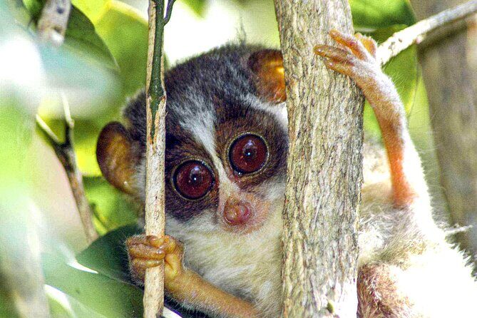 Loris Watching in Yala - FAQ