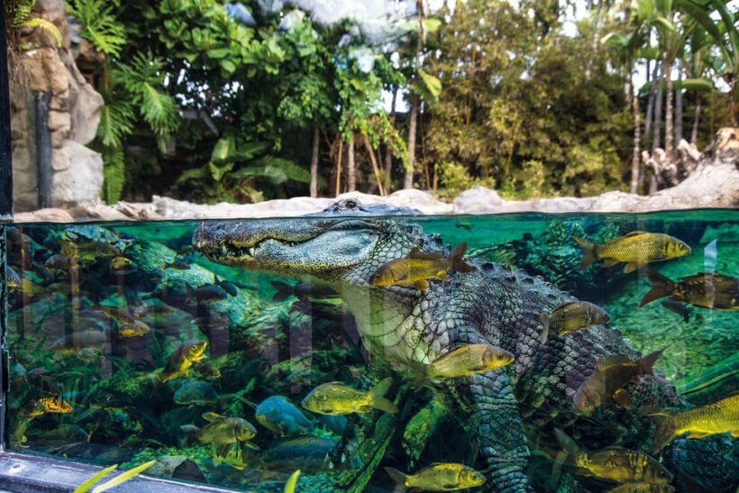 Loro Parque and Siam Park Combined Admission Tickets - Transportation and Practicalities