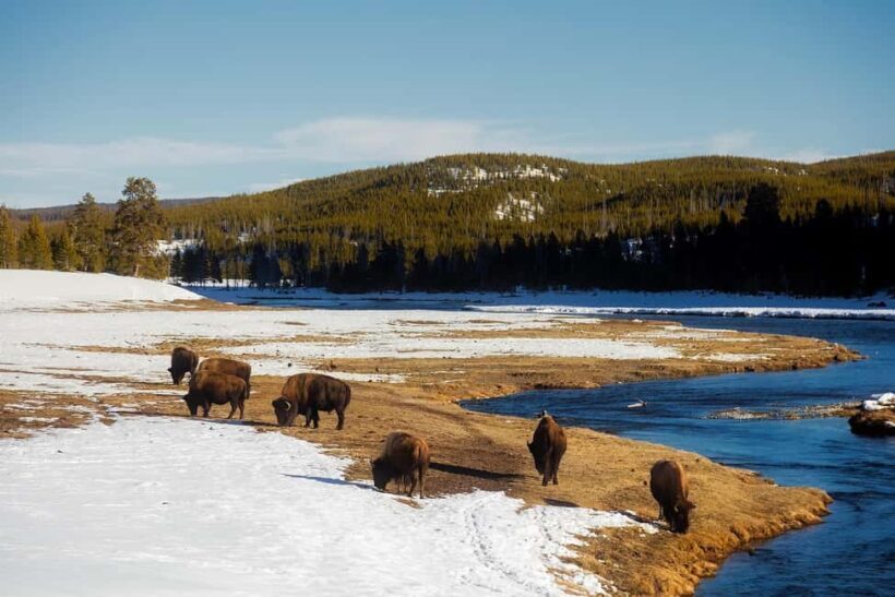 Los Angeles: 7-Day Small Group Yellowstone Tour Round Trip - An In-Depth Look at the Itinerary