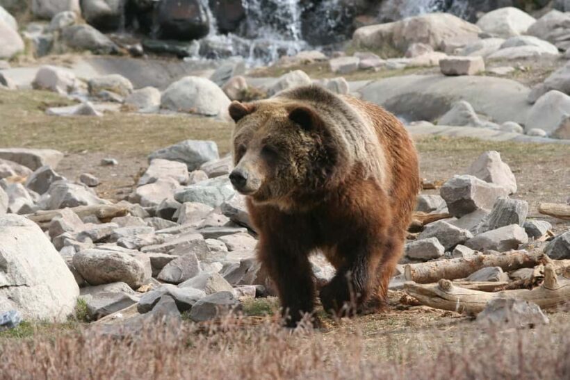 Los Angeles: 7-Day Small Group Yellowstone Tour Round Trip - Who This Tour Is Best For
