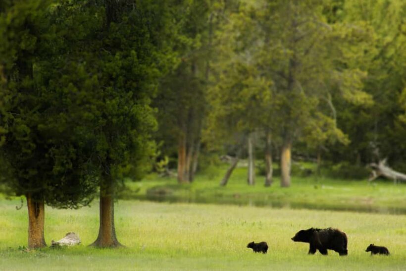 Los Angeles: 8-Day Antelope and Yellowstone Tour - The Itinerary: What You’ll See and Do