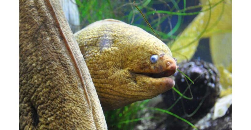 Los Angeles: Heal The Bay Aquarium in Santa Monica - Key Points