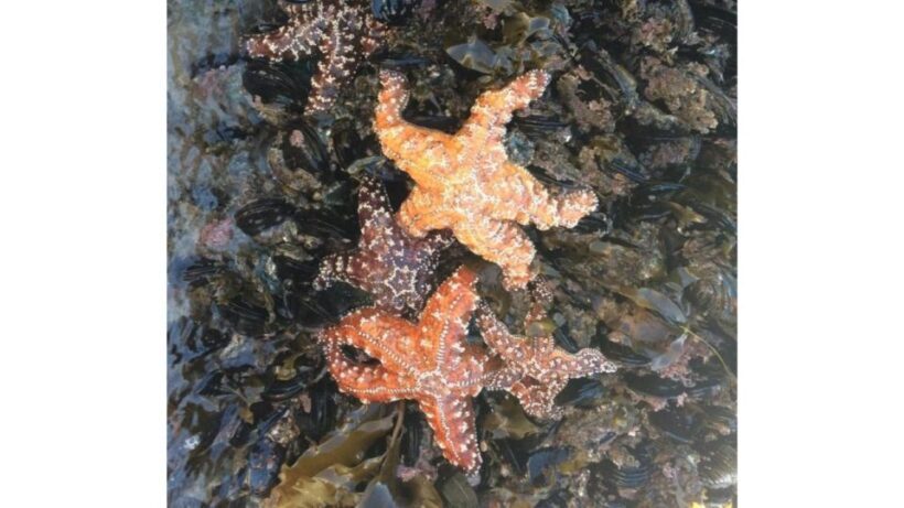 Los Angeles: Heal The Bay Aquarium in Santa Monica - FAQs