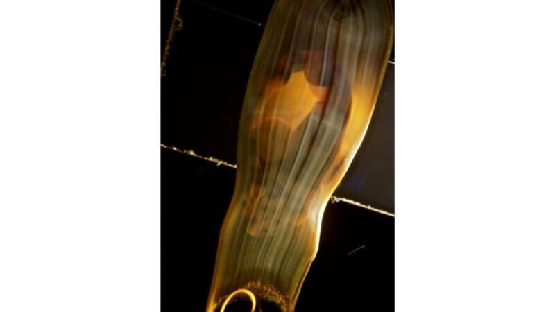 Los Angeles: Heal The Bay Aquarium in Santa Monica - Introduction