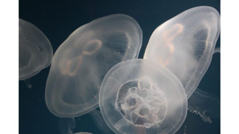 Los Angeles: Heal The Bay Aquarium in Santa Monica - The Layout and Exhibits