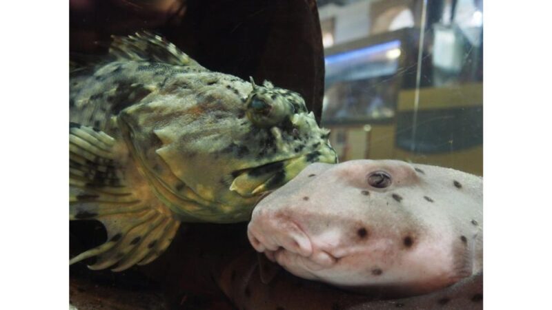 Los Angeles: Heal The Bay Aquarium in Santa Monica - The Role of Heal The Bay