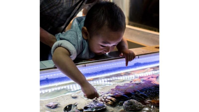 Los Angeles: Heal The Bay Aquarium in Santa Monica - Visual and Sensory Experience