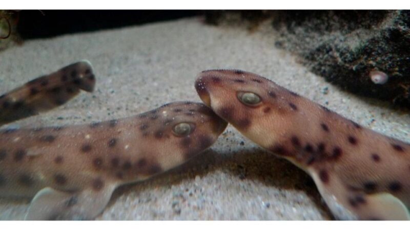 Los Angeles: Heal The Bay Aquarium in Santa Monica - Authentic Visitor Experience