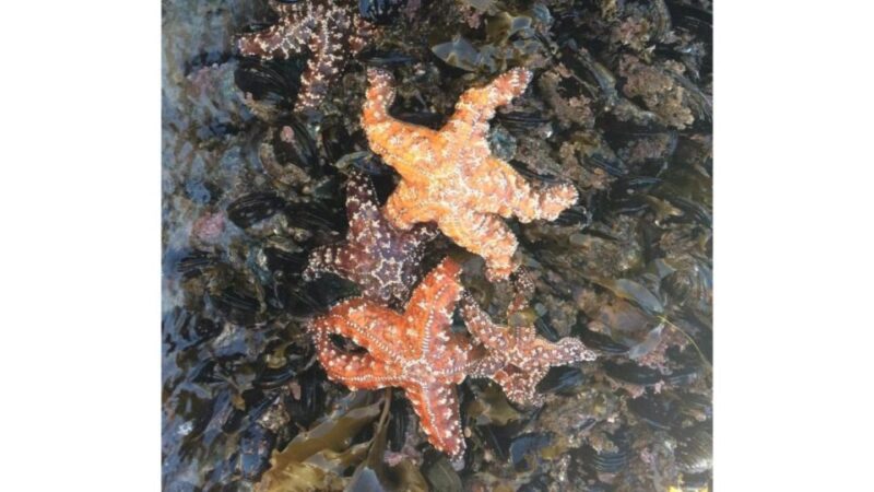 Los Angeles: Heal The Bay Aquarium in Santa Monica - Who Will Love This Experience?