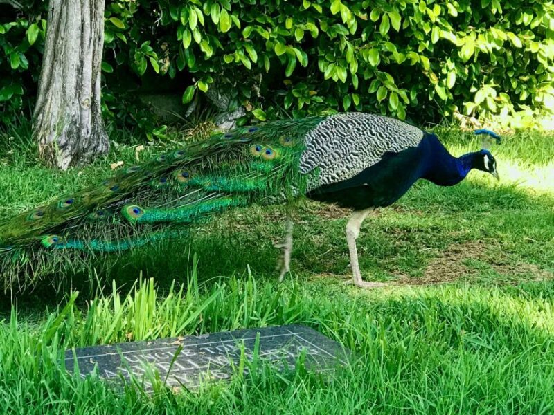 Los Angeles: Hollywood Sign Electric Bike Tour - FAQs