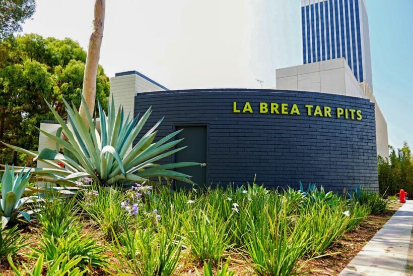 Los Angeles: La Brea Tar Pits Museum Ticket - An In-Depth Look at the La Brea Tar Pits Museum