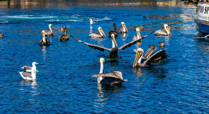 Los Angeles: Redondo Beach Glass Bottom Boat Cruise - Why You Should Consider This Experience