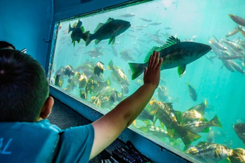 Los Angeles: Redondo Beach Glass Bottom Boat Cruise - Who This Tour Is Best For