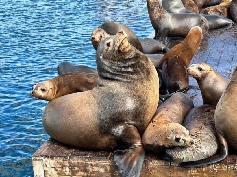 Los Angeles: Redondo Beach Glass Bottom Boat Cruise - Frequently Asked Questions