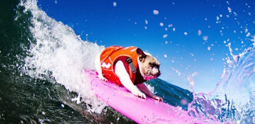 Los Angeles: Surfing Lesson in Venice Beach - Setting the Scene at Venice Beach