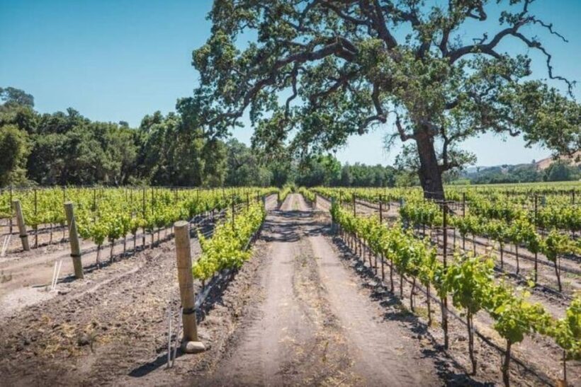 Los Angeles: Wine Tour at Fess Parker Winery by Helicopter - Is it Worth the Price?