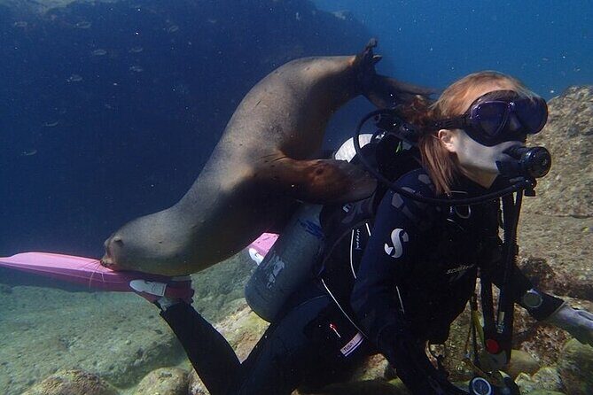 Los Cabos 1 tank dive to Lands End (Certified Divers) - Frequently Asked Questions