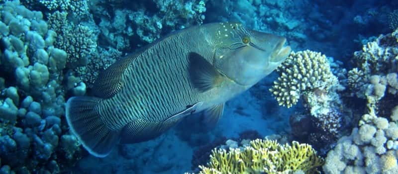Los Cabos: 3-Hour Introductory Scuba Diving Adventure - What Makes This Tour Special?