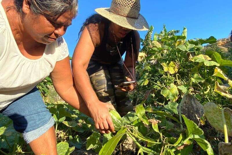 Los Cabos: Azteca Cactus Taco Farm to Table Cooking Class - Authenticity and Reviews: What Travelers Say