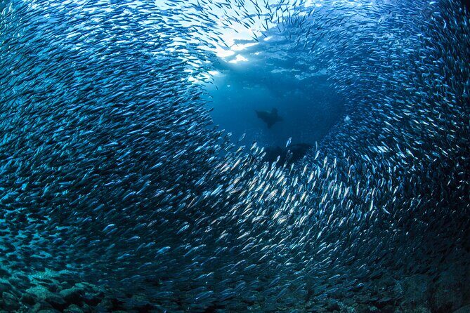 Los Cabos Beginner Scuba Dive Experience - FAQ