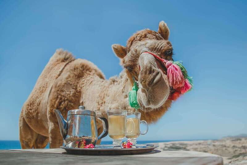 Los Cabos: Camel Ride Safari with Lunch and Tequila Tasting - Ecological Hike and Nature Appreciation