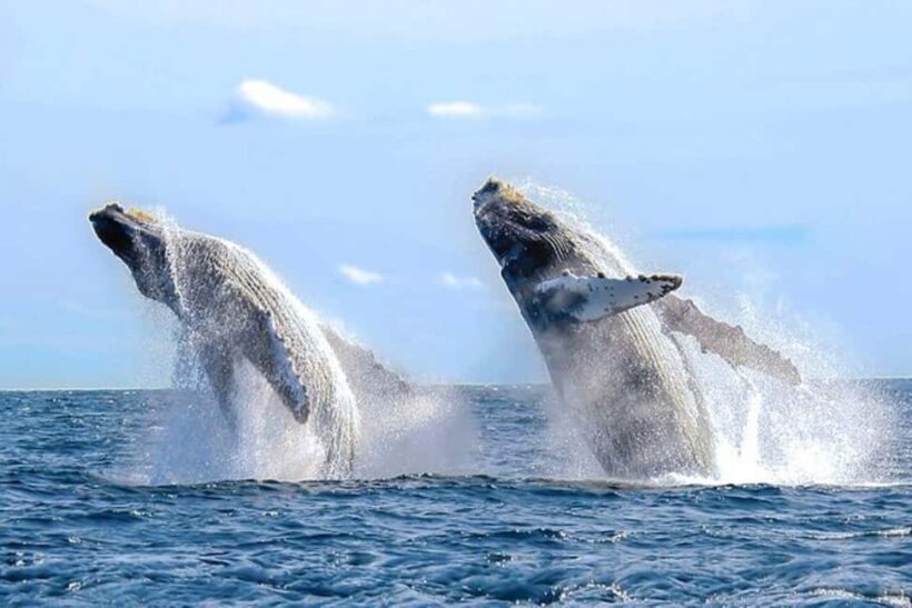 Los Cabos: Catamaran Whale Watching Cruise - Key Points