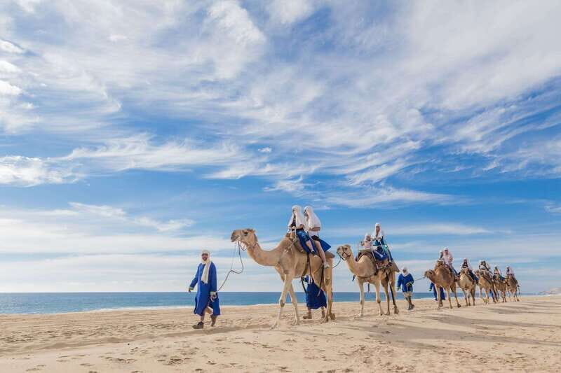Los Cabos: Desert & Sea Camel Safari Tour with Lunch - An In-Depth Look at the Camel Safari Tour