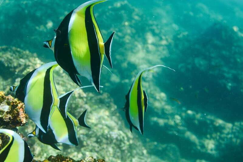Los Cabos: Glass-Bottom Kayak and Snorkel Tour at Two Bays - Introduction