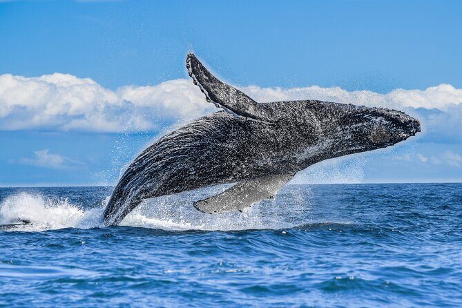 Los Cabos Humpback Whale: 10-Hour Tour 3 Hours of Whale Watching - An In-Depth Look at the Los Cabos Humpback Whale Tour