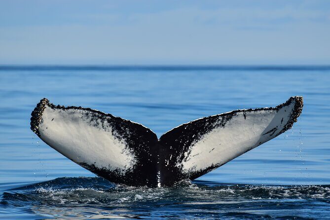 Los Cabos Humpback Whale: 10-Hour Tour 3 Hours of Whale Watching - The Sum Up: Why This Tour Is a Great Choice