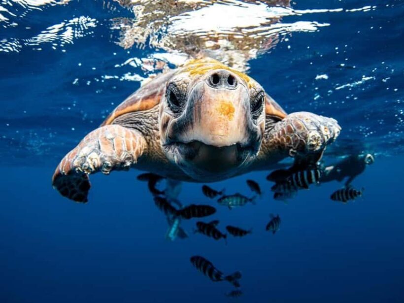 Los Cabos: Ocean Safari Snorkeling and Freediving Tour - The Experience: What to Expect and How It Feels