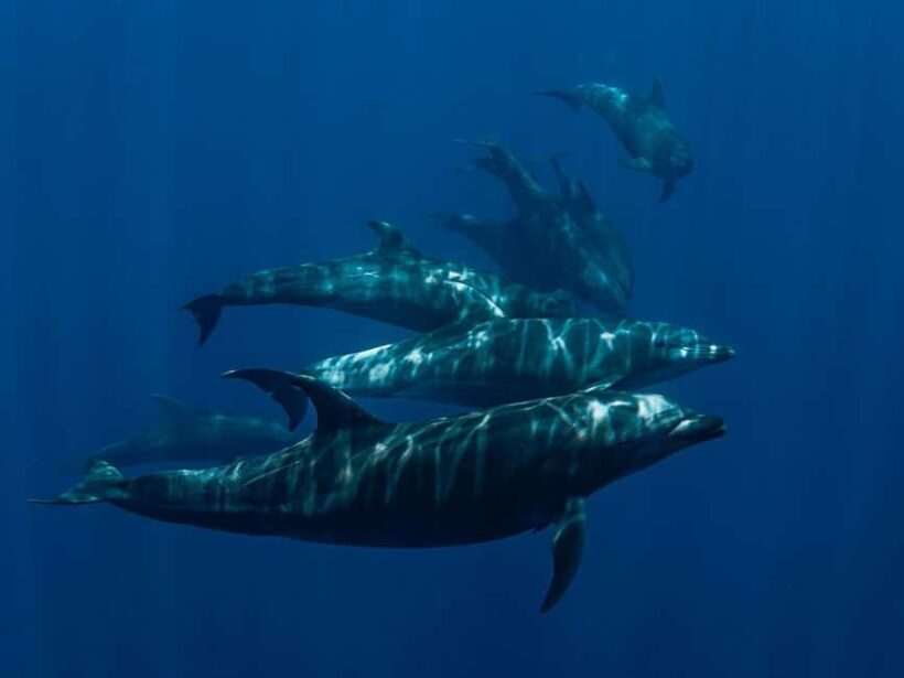 Los Cabos: Ocean Safari Snorkeling and Freediving Tour - Is It Worth the Price?