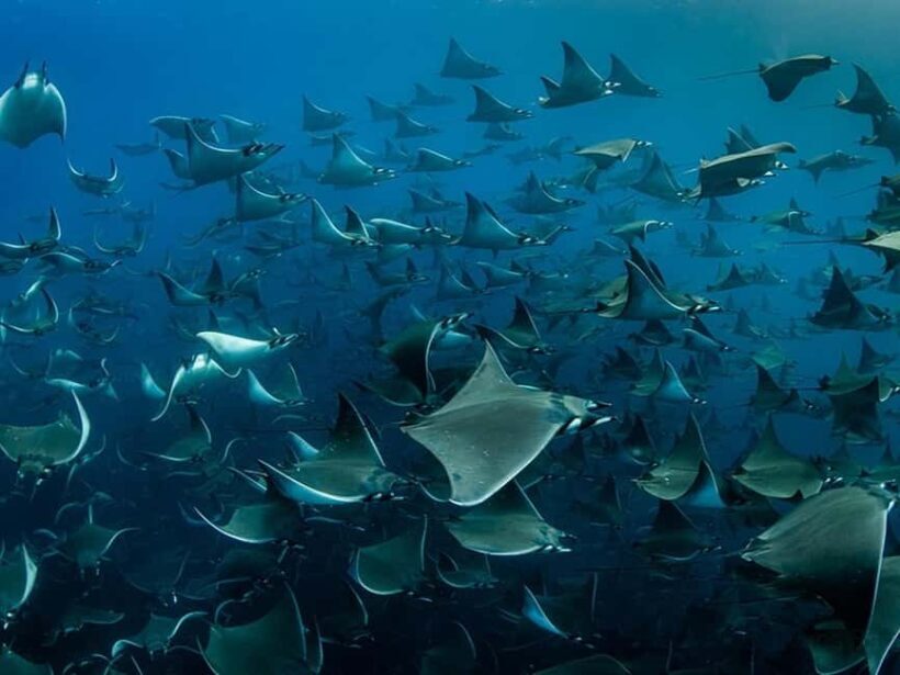 Los Cabos: Ocean Safari Snorkeling and Freediving Tour - Who Will Love This Tour?