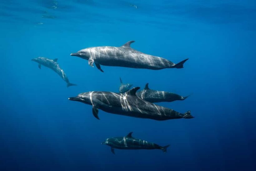 Los Cabos: Ocean Safari Snorkeling and Freediving Tour - Final Thoughts