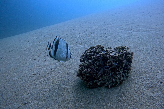 Los Cabos Open Water Diver Course - The Value of the Certification