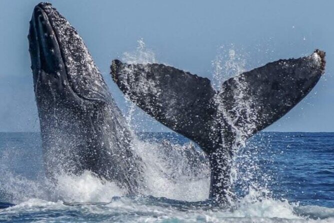 Los Cabos Private Yacht Whale Watching Tour, Snorkel and Drinks - The Bottom Line: Who Is This Tour For?