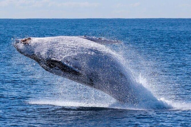 Los Cabos Private Yacht Whale Watching Tour, Snorkel and Drinks - FAQs