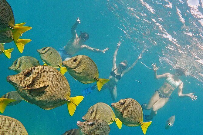 Los Cabos Snorkeling Tour by Speed Boat with Photos Included - The Experience: What Travelers Say